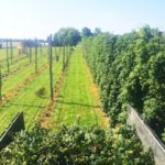 About Us – Climbing Bines